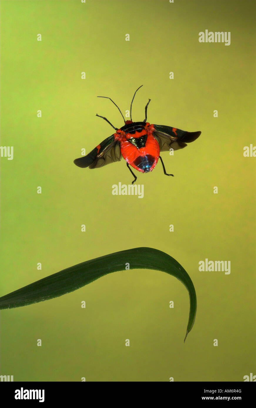 Shield Bug in flight Family: Pentatomidae Costa Rica Stock Photo - Alamy