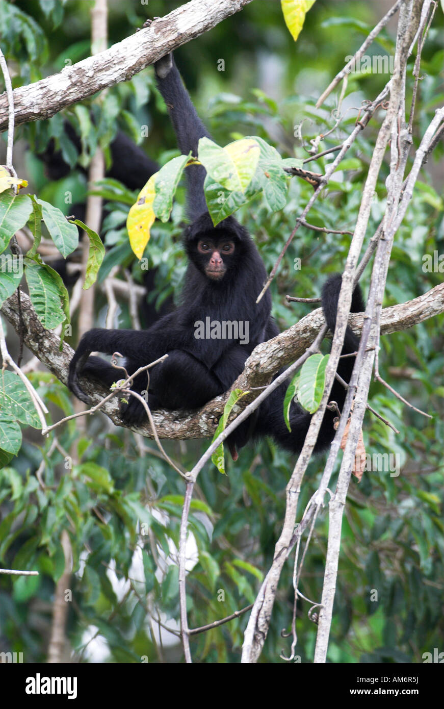 Spider Monkey Ateles species Cocha SalvadorManu Peru Stock Photo - Alamy
