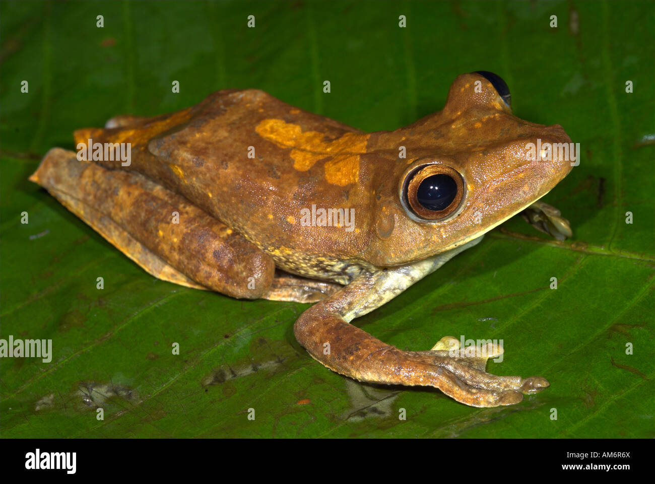 Gladiator Tree Frog Hyla Boans Iquitos Peru Stock Photo - Alamy