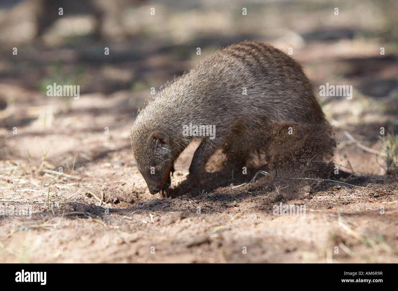 Banded Mongoose hunting for insects (Mungos mungo Stock Photo - Alamy