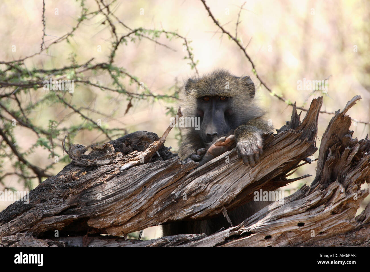 Adult Baboon - Papio hamadryas by Fallen Tree Stock Photo - Alamy