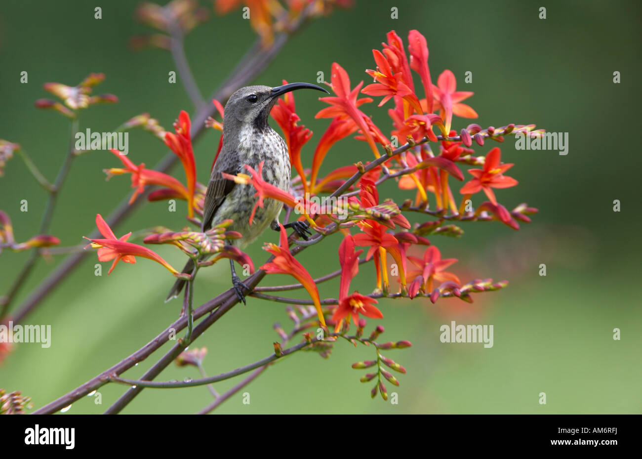 Amethyst Sunbird High Resolution Stock Photography and Images - Alamy