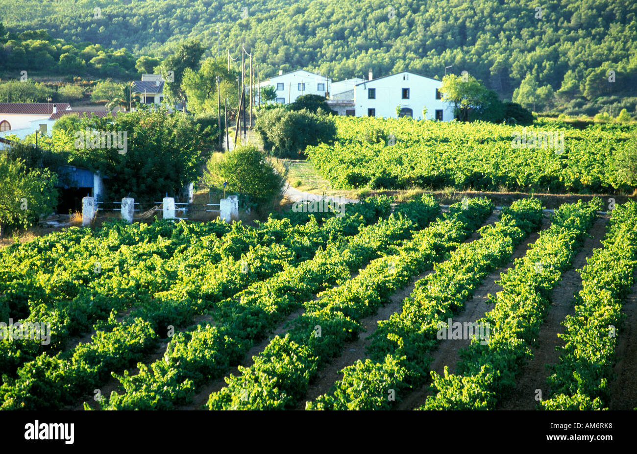 Penedes hi-res stock photography and images - Alamy