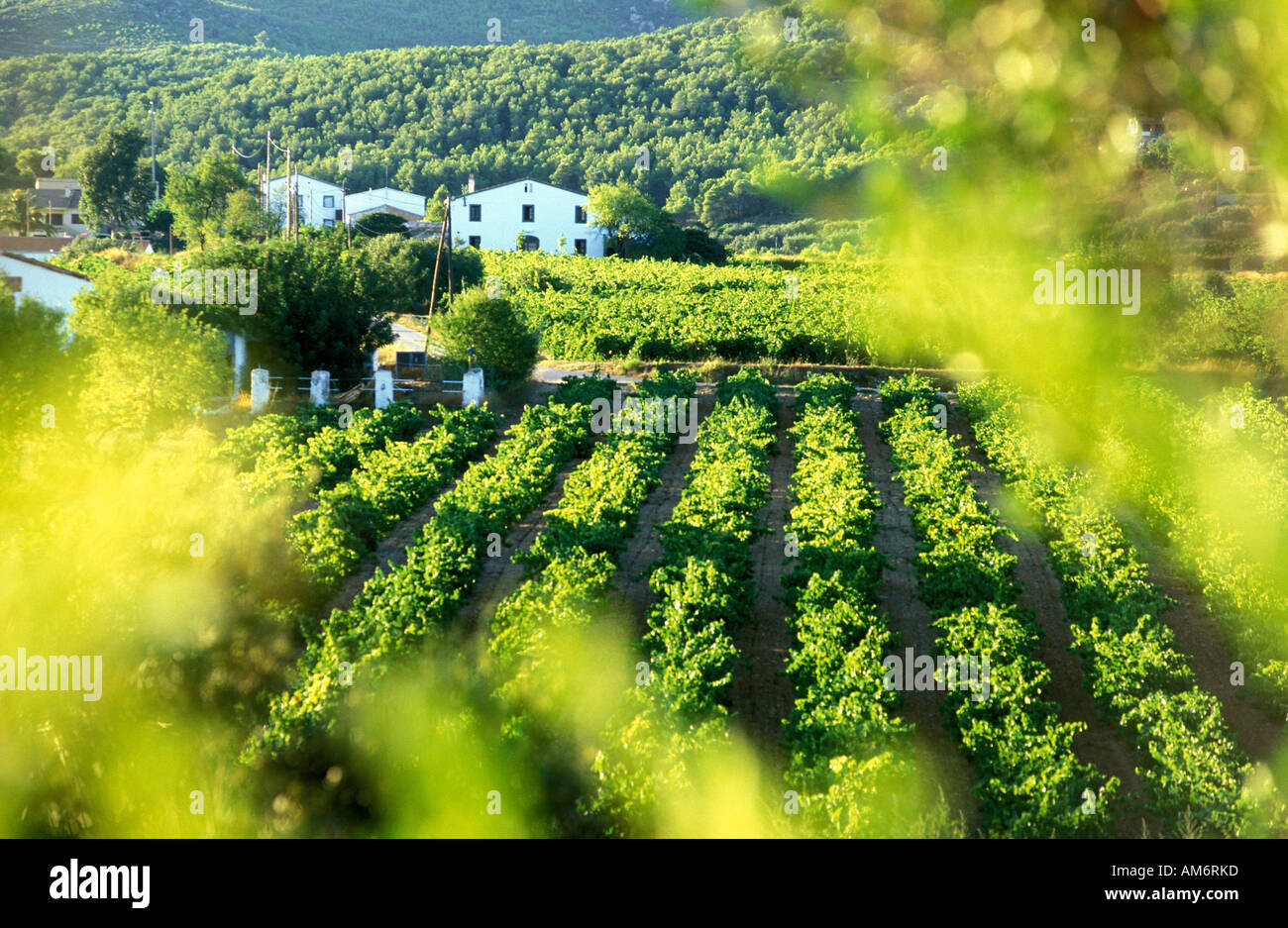 Penedes spain vineyard cava hi-res stock photography and images - Alamy