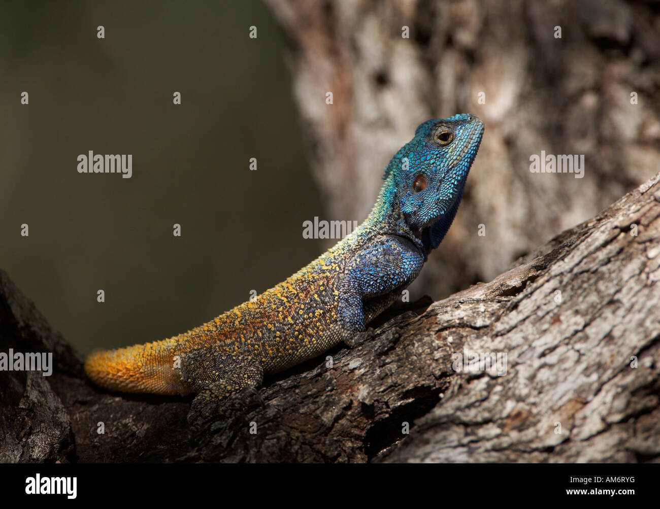 Blue Headed Tree Agama Stock Photos & Blue Headed Tree Agama Stock ...