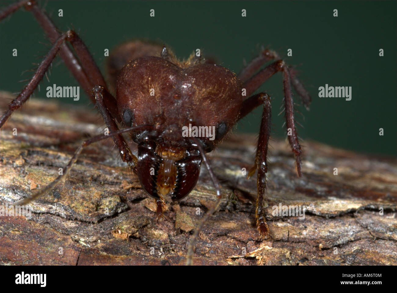 Leather Leaf Cutter Ant Soldier
