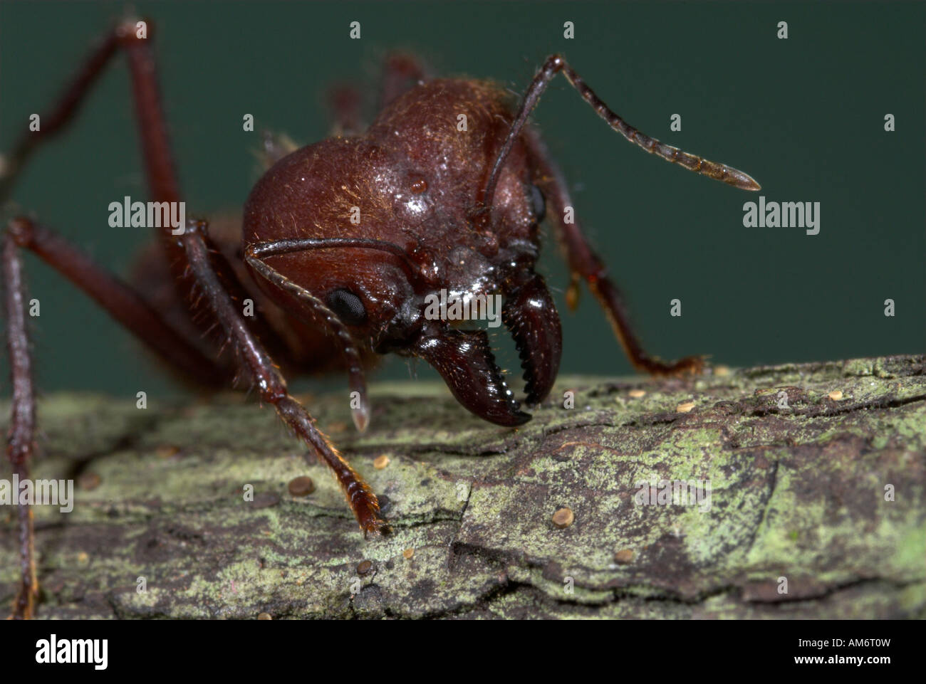 Soldier Ant Leaf Cutter Atta Cephalotes Close Up Of Jaws Amazon Rainforest Iquitos Peru Stock