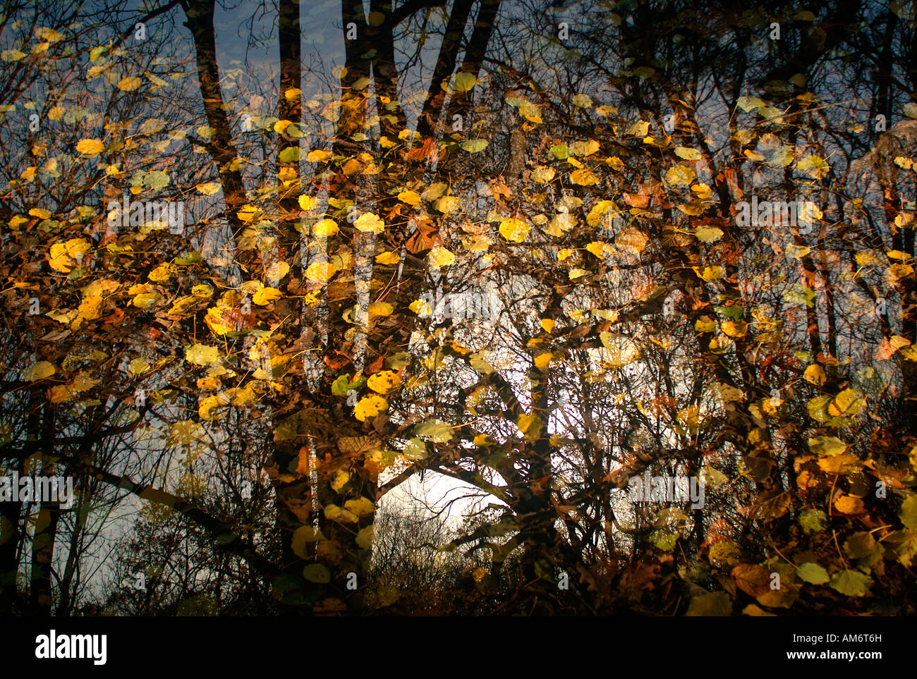 autumn leaves and tree trunks collage Stock Photo - Alamy