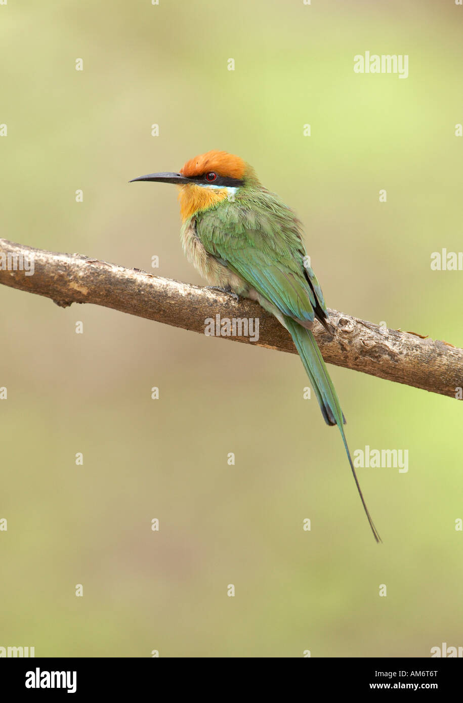 Boehm's Bee-eater (Merops boehmi Stock Photo - Alamy