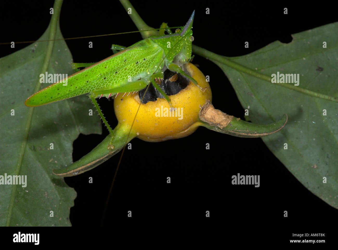 Conehead Katydid Copiphora sp. Manu Peru Stock Photo - Alamy