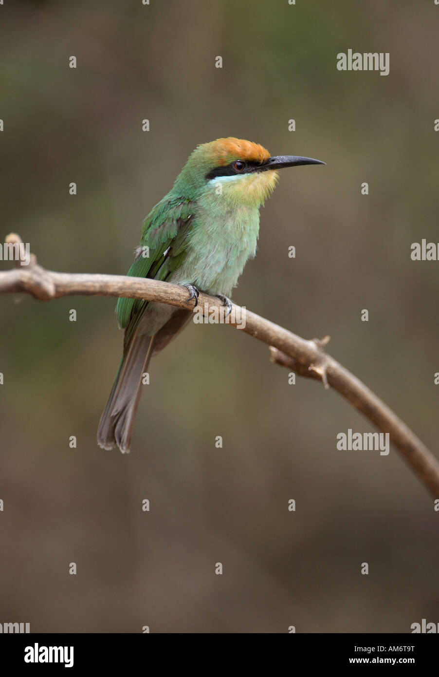 Boehm's Bee-eater (Merops boehmi Stock Photo - Alamy