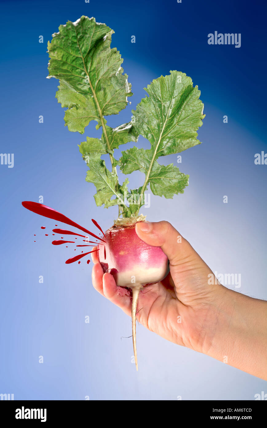Hand squeezing blood from a turnip Stock Photo - Alamy