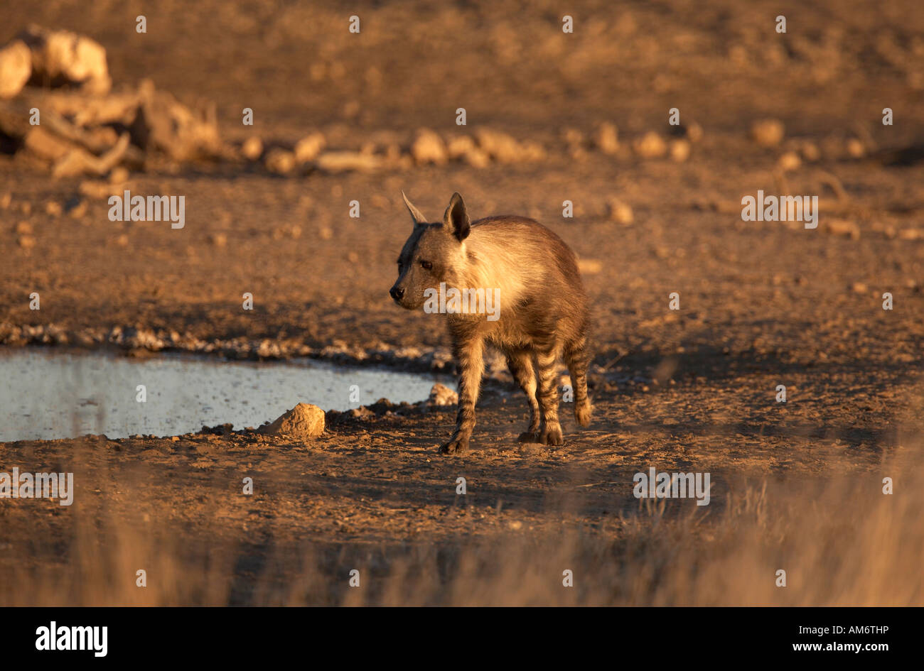 Brown Hyena (Parahyaena brunnea) or (Hyaena brunnea) by waterhole in ...
