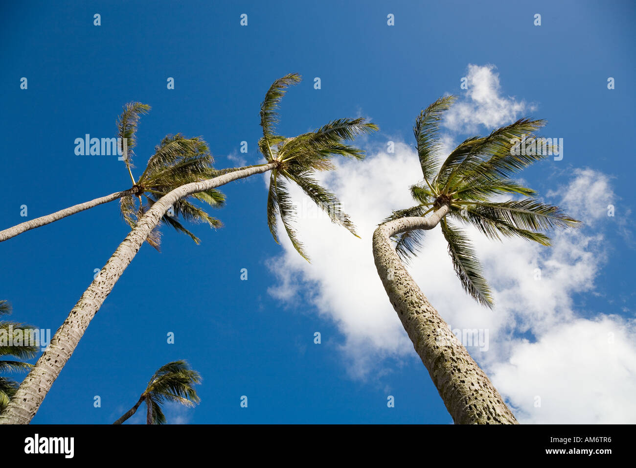 Bent coconut tree hi-res stock photography and images - Alamy