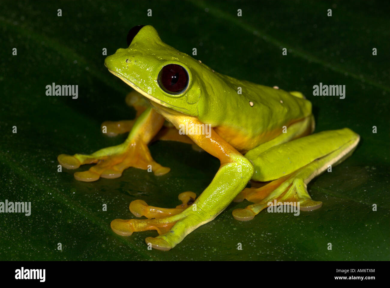 Gliding Tree Frog Agalychnis spurrelli Costa Rica Stock Photo - Alamy