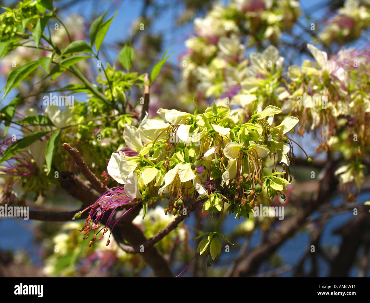 Baboon flower hi-res stock photography and images - Alamy