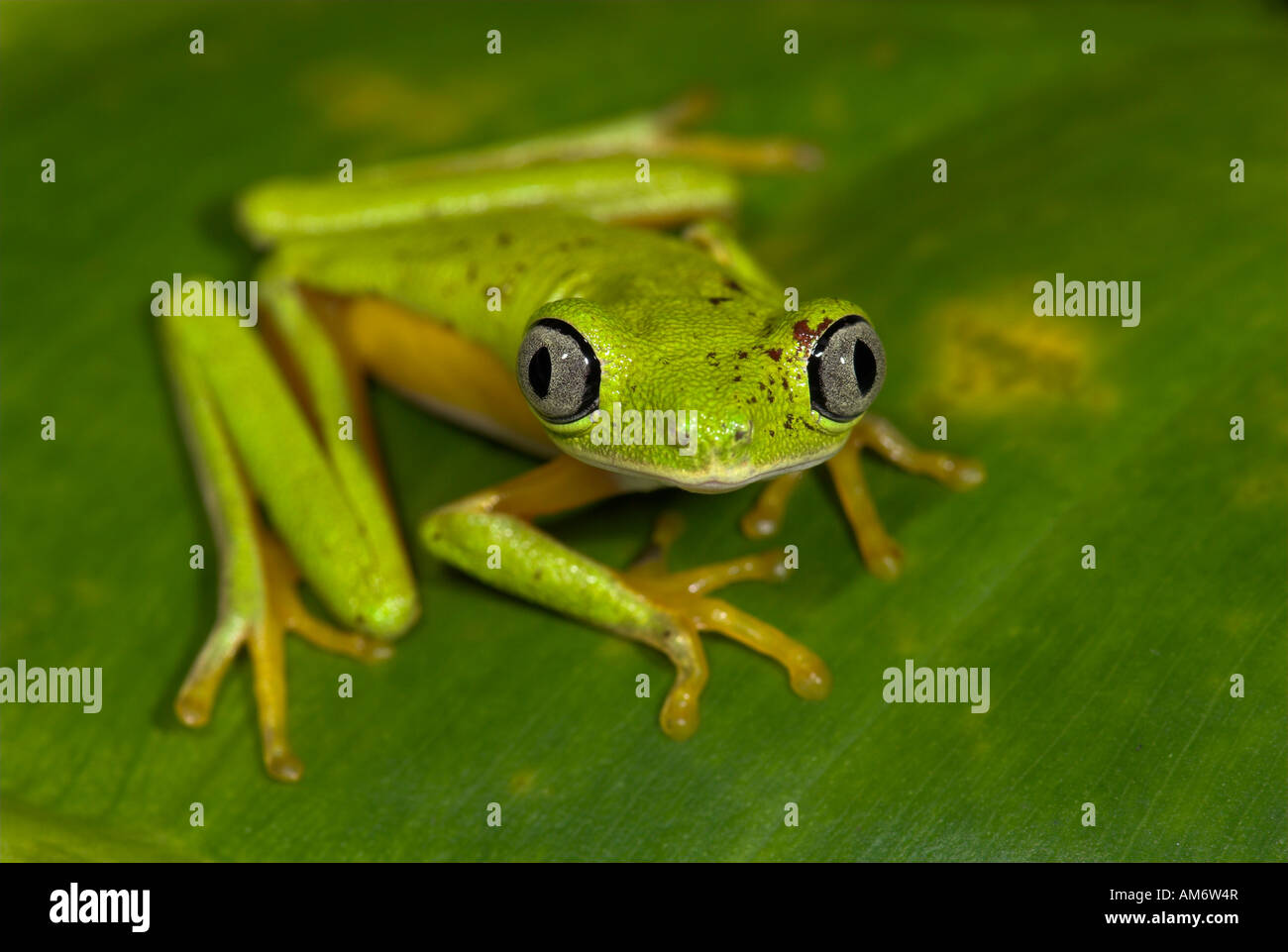 Lemur Leaf Frog Hylomantis lemur Costa Rica Stock Photo - Alamy