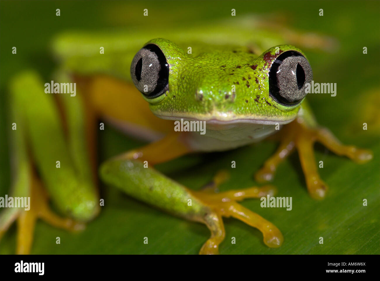Lemur Leaf Frog Hylomantis lemur Costa Rica Stock Photo - Alamy