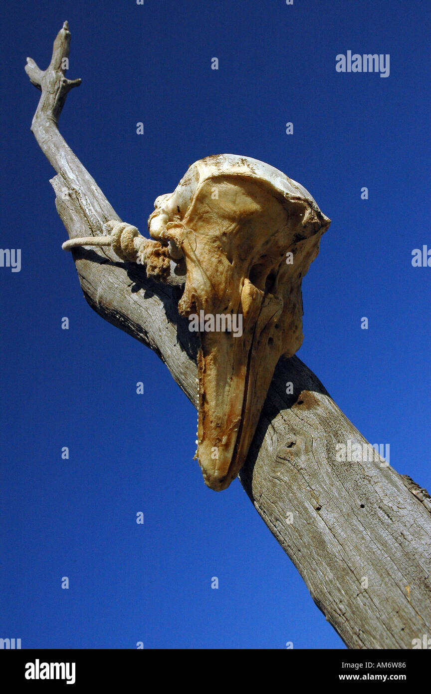 nature dolphin skull Stock Photo - Alamy