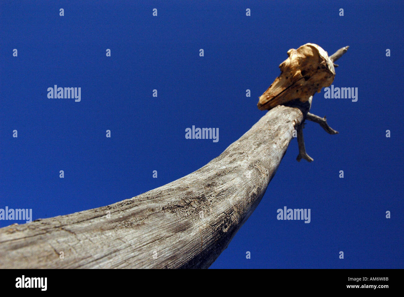 nature dolphin skull Stock Photo - Alamy