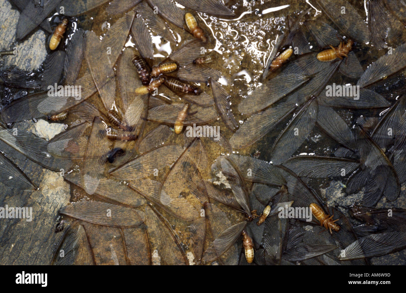 Alates hi-res stock photography and images - Alamy