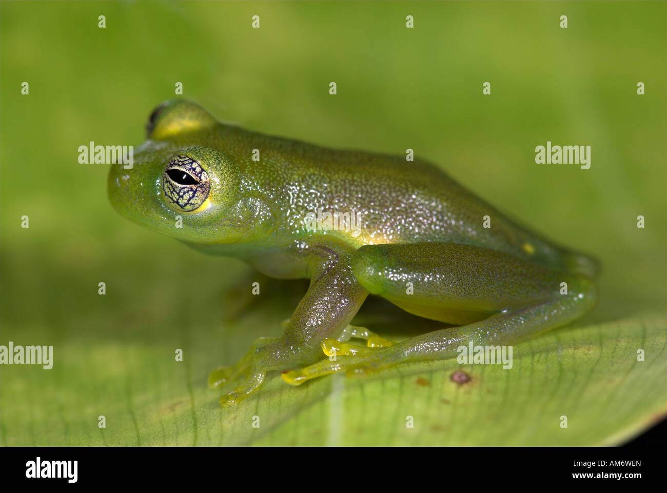 Spiny Cochran Frog Cochranella spinosa Costa Rica Stock Photo - Alamy