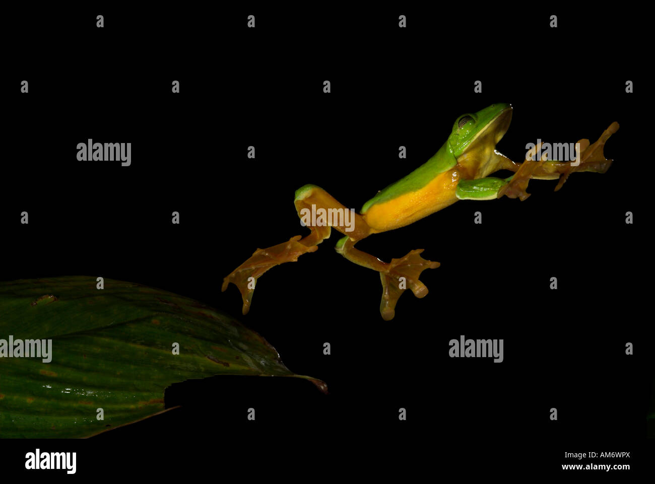 Gliding Tree Frog Agalychnis spurrelli leaping from leaf Costa Rica ...