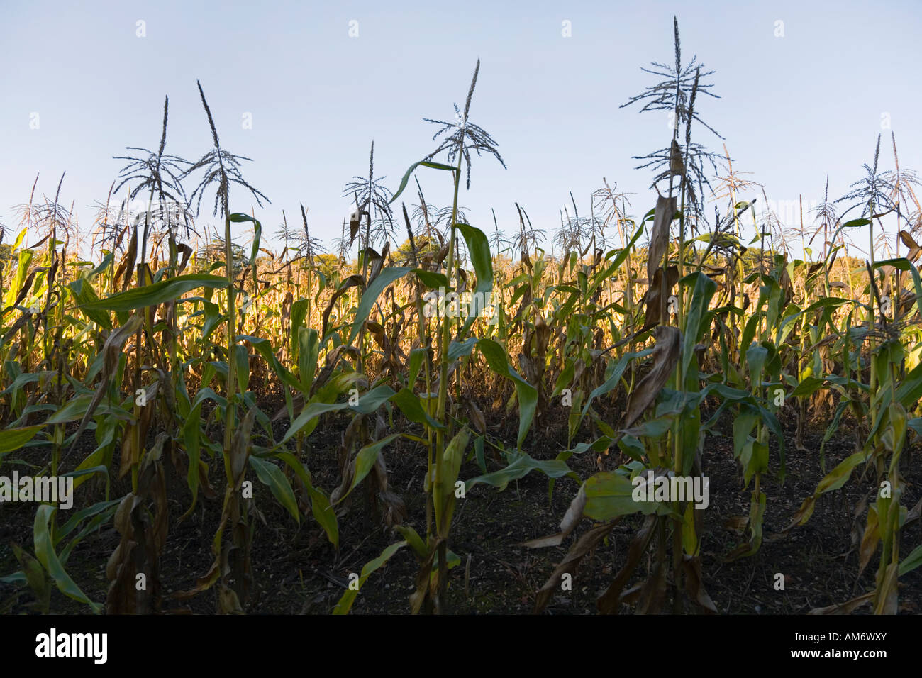 Corn (Maze) crop. Farm. Borders of Dorset and Hampshire. UK Stock Photo ...