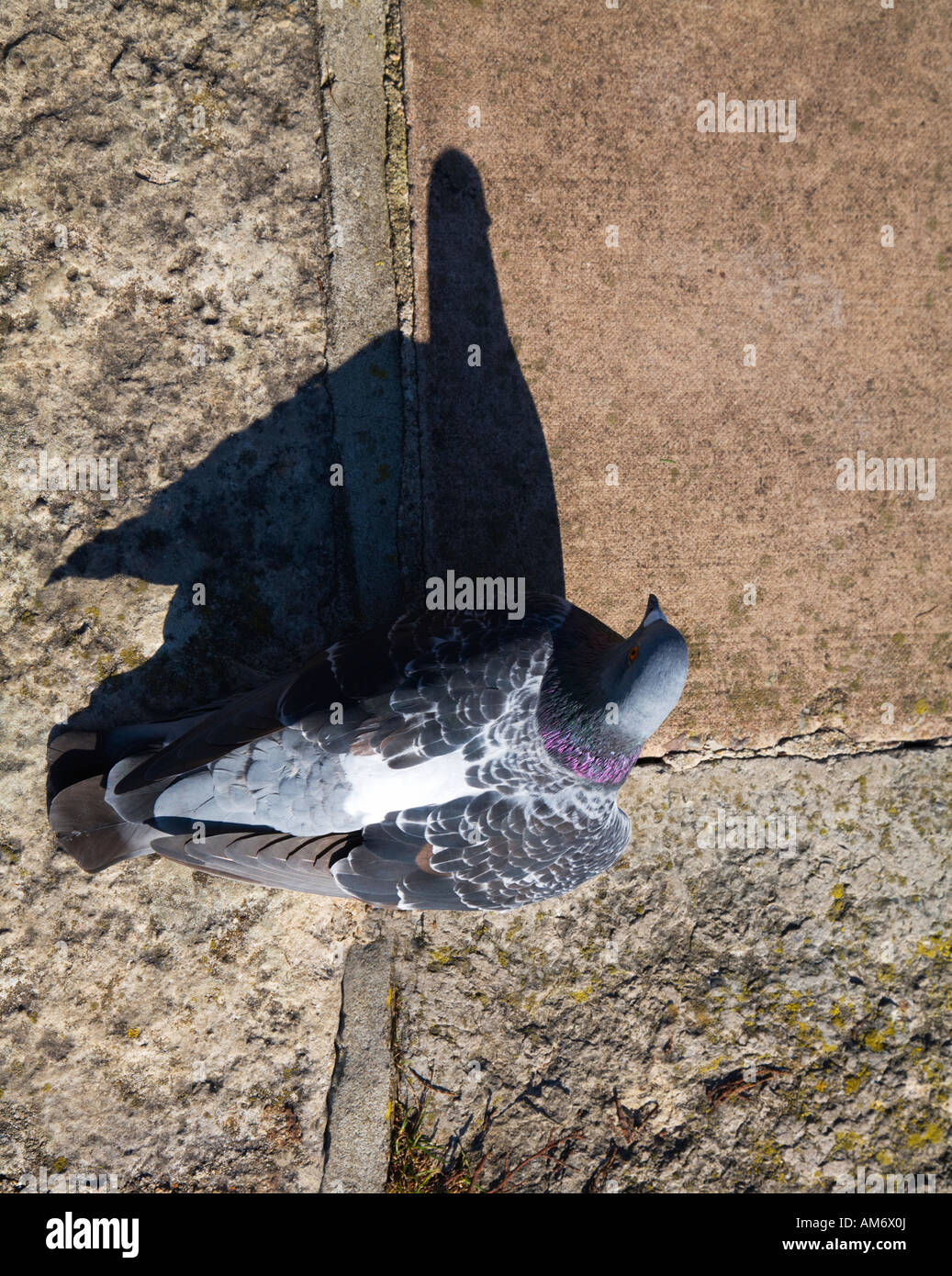 Birds casting shadow hi-res stock photography and images - Alamy