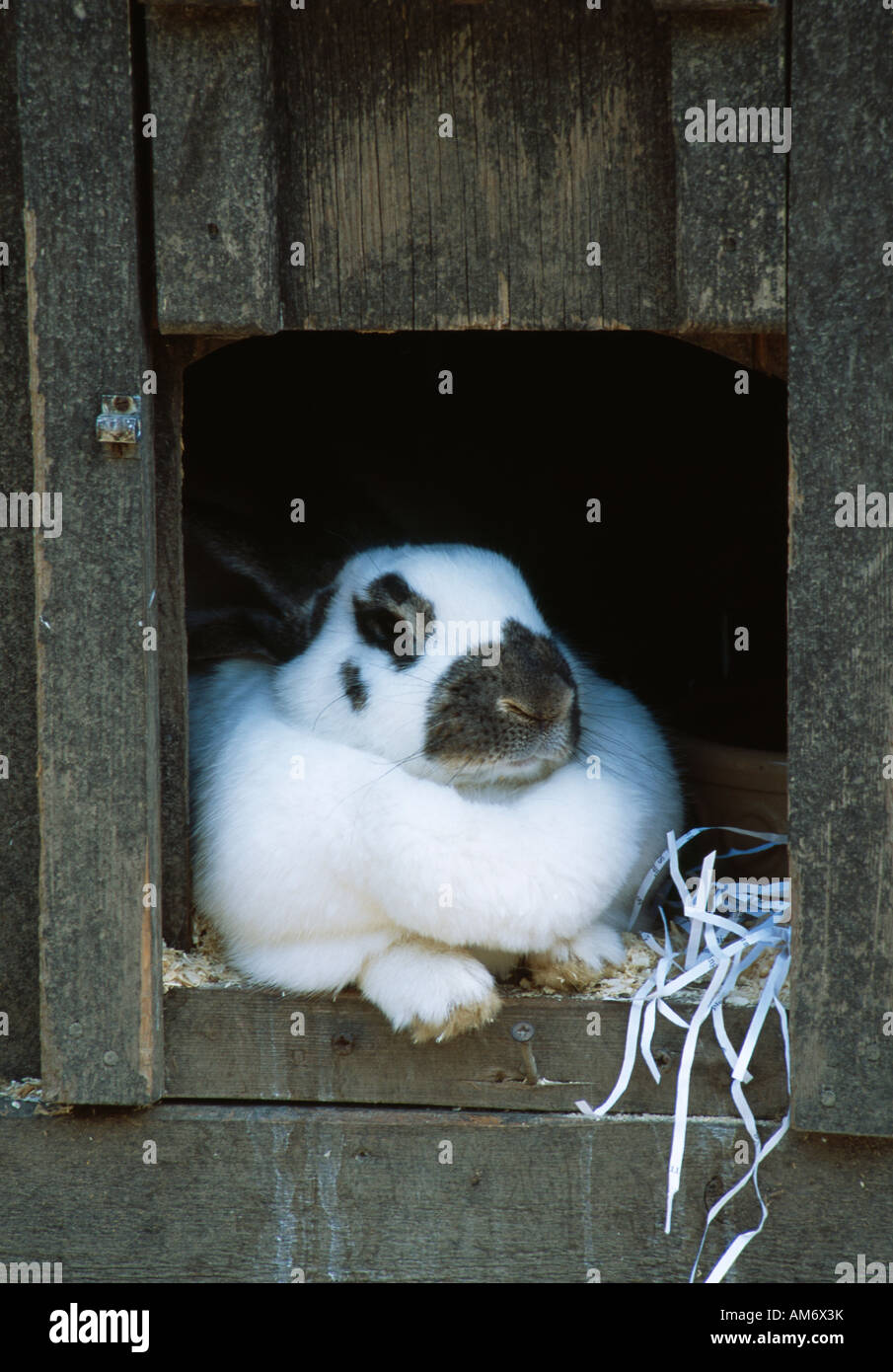 British giant rabbit hi-res stock photography and images - Alamy