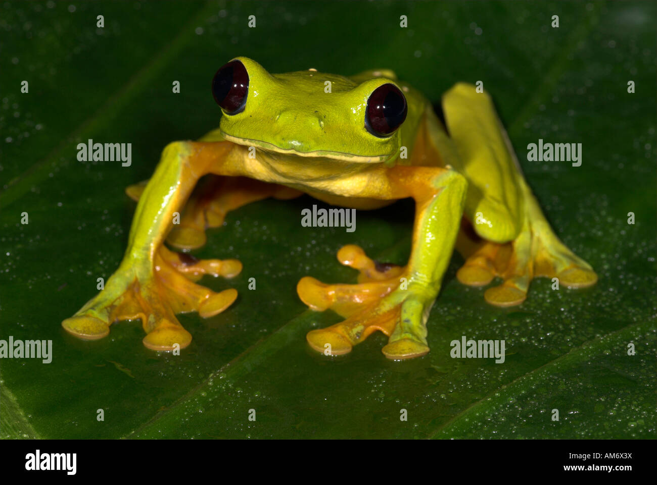 Gliding Tree Frog Agalychnis spurrelli Costa Rica Stock Photo - Alamy
