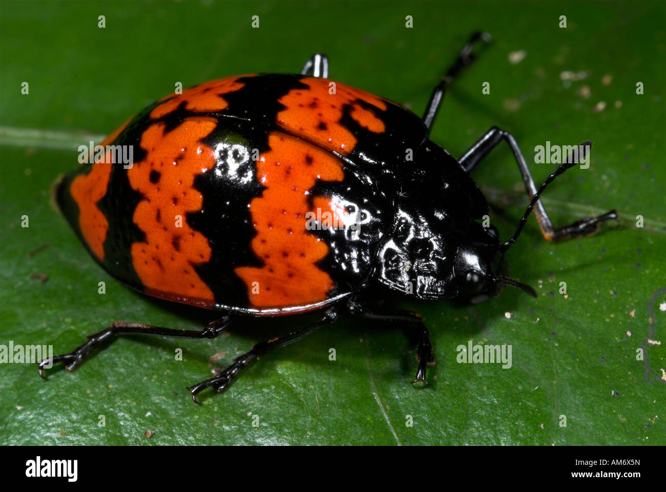 Pleasing fungus beetle Erotylus sp Iquitos Peru Stock Photo - Alamy