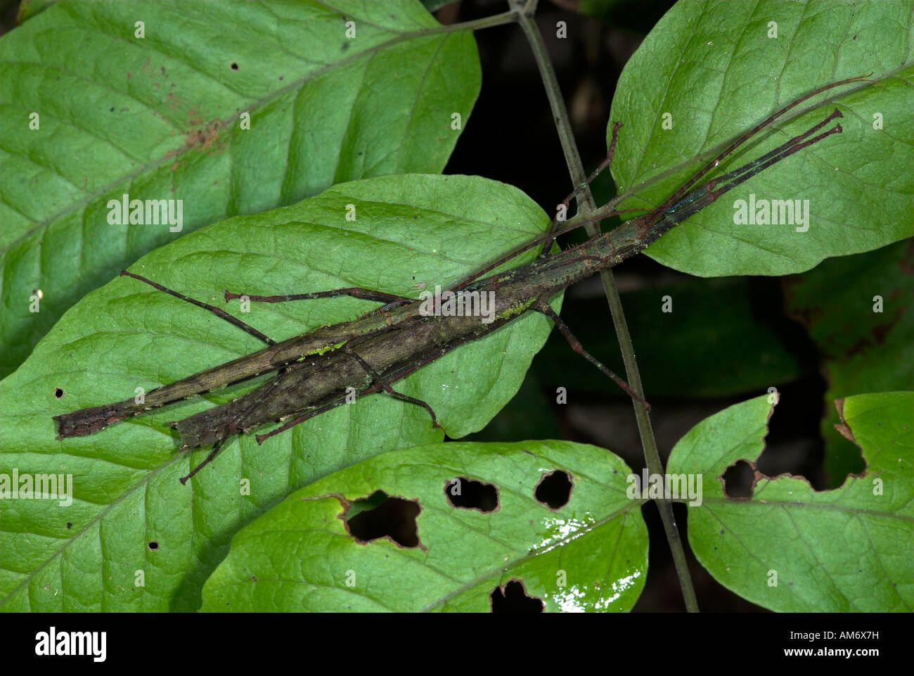 Phasmatidae hi-res stock photography and images - Alamy