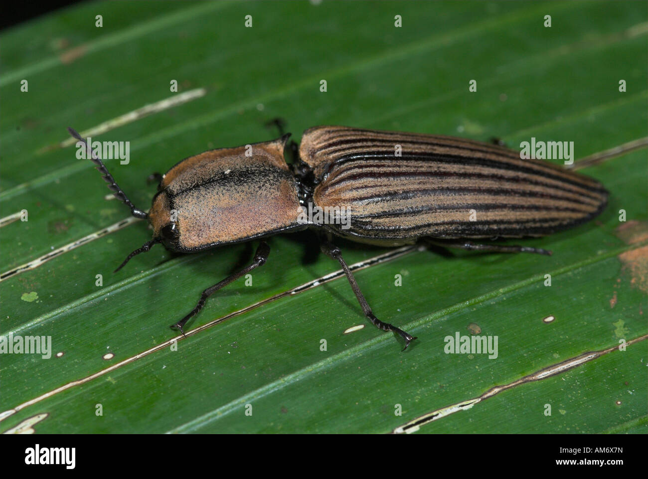 Click Beetle Pyrophorus sp. Manu Peru Stock Photo - Alamy