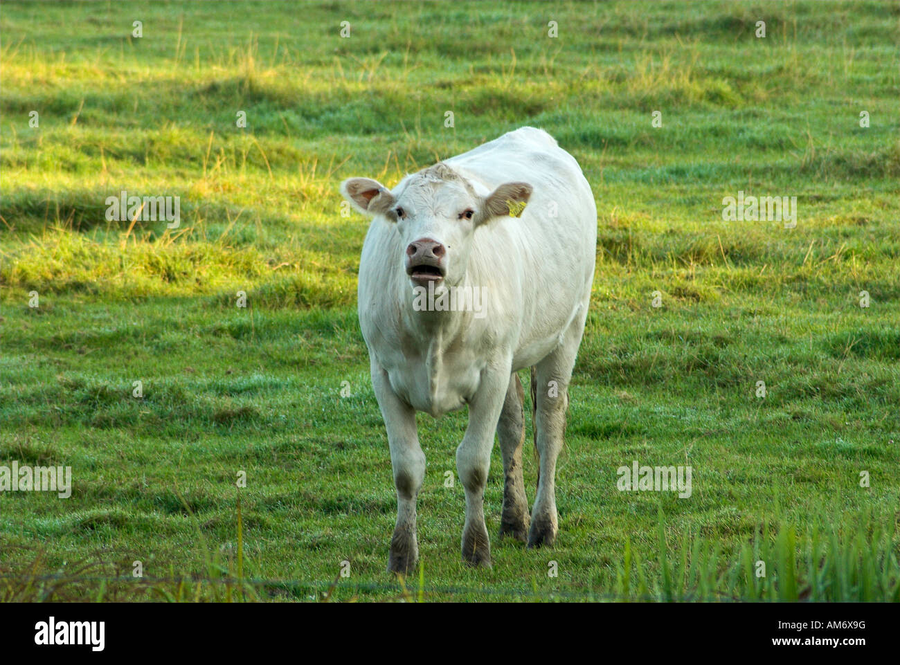 Cow calling hi-res stock photography and images - Alamy