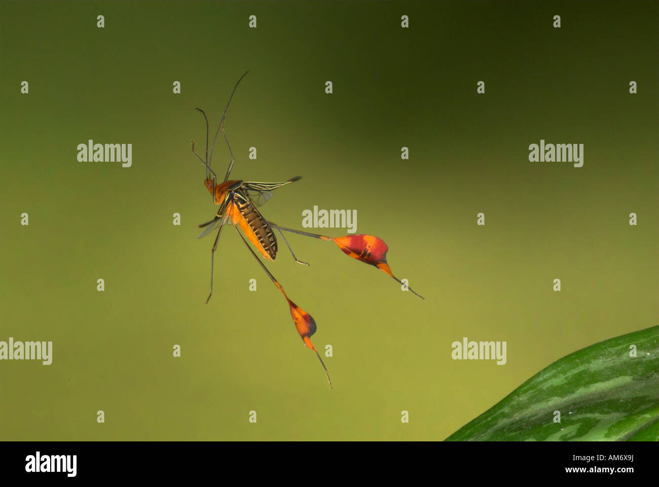 Flag Footed Bug Anisocelis flavolineata Costa Rica Stock Photo - Alamy