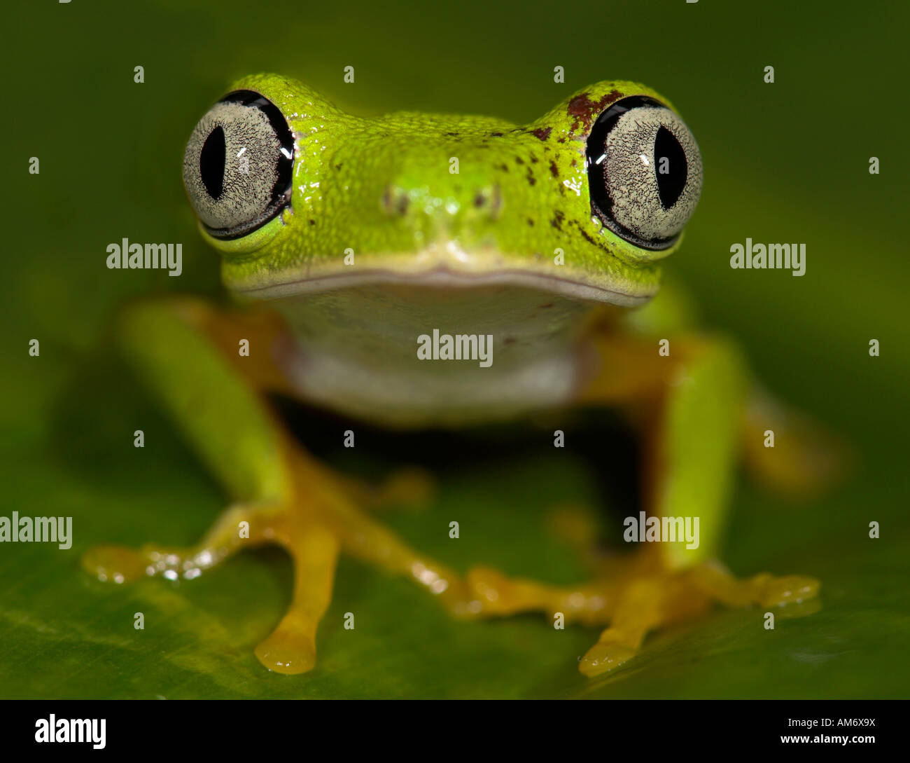 Lemur Leaf Frog Hylomantis lemur Costa Rica Stock Photo - Alamy