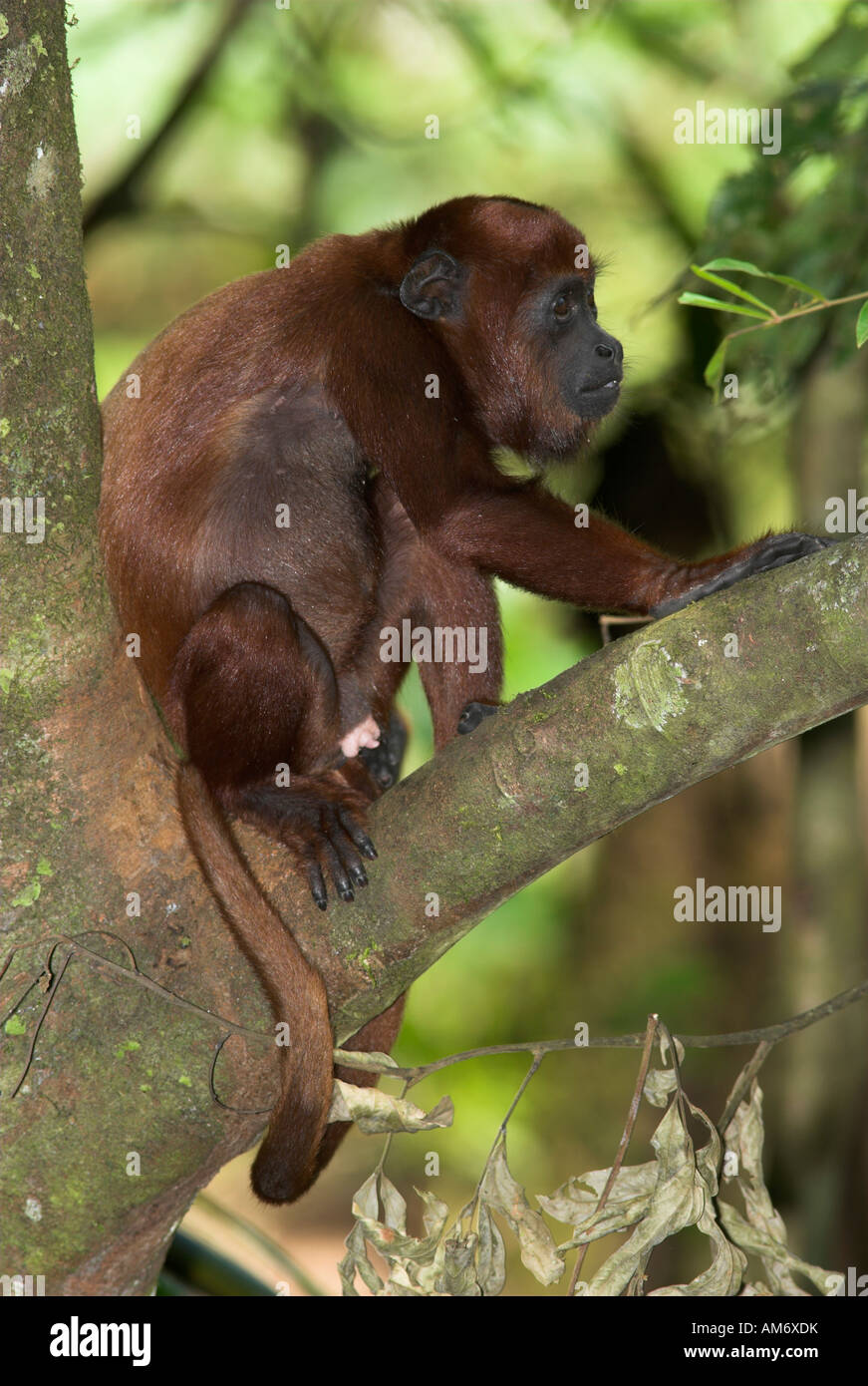 Monkey in tree using tail hi-res stock photography and images - Alamy