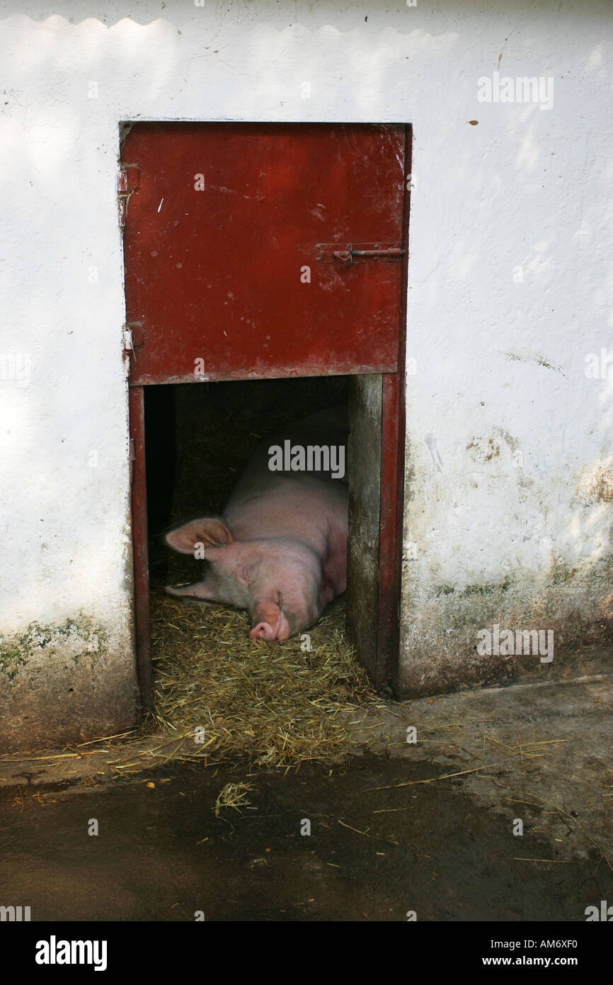 Cattle fever england hi-res stock photography and images - Alamy