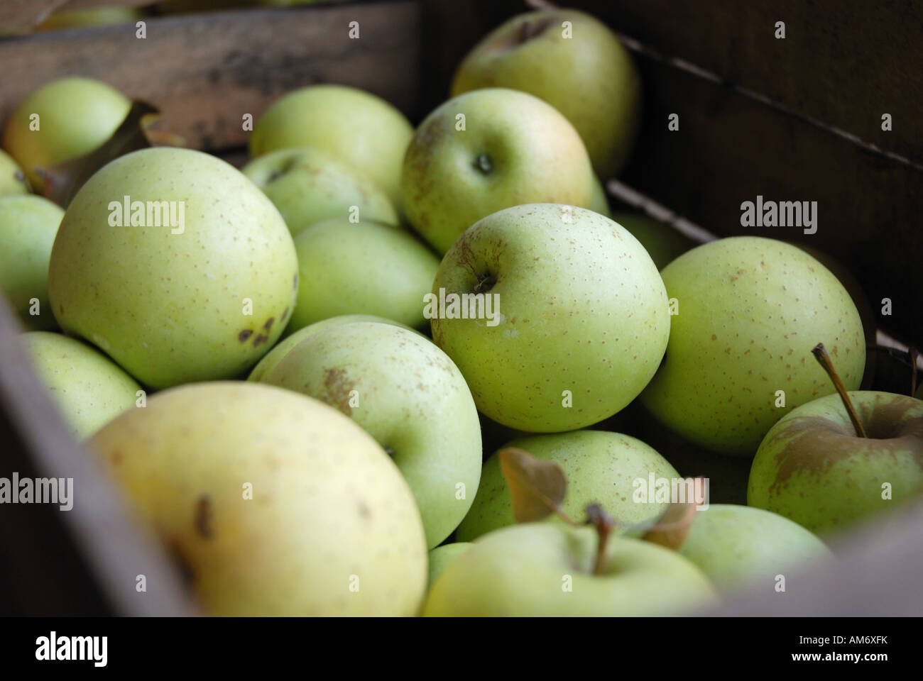 Golden delicious apples in a crate in a farm in Italy Stock Photo - Alamy