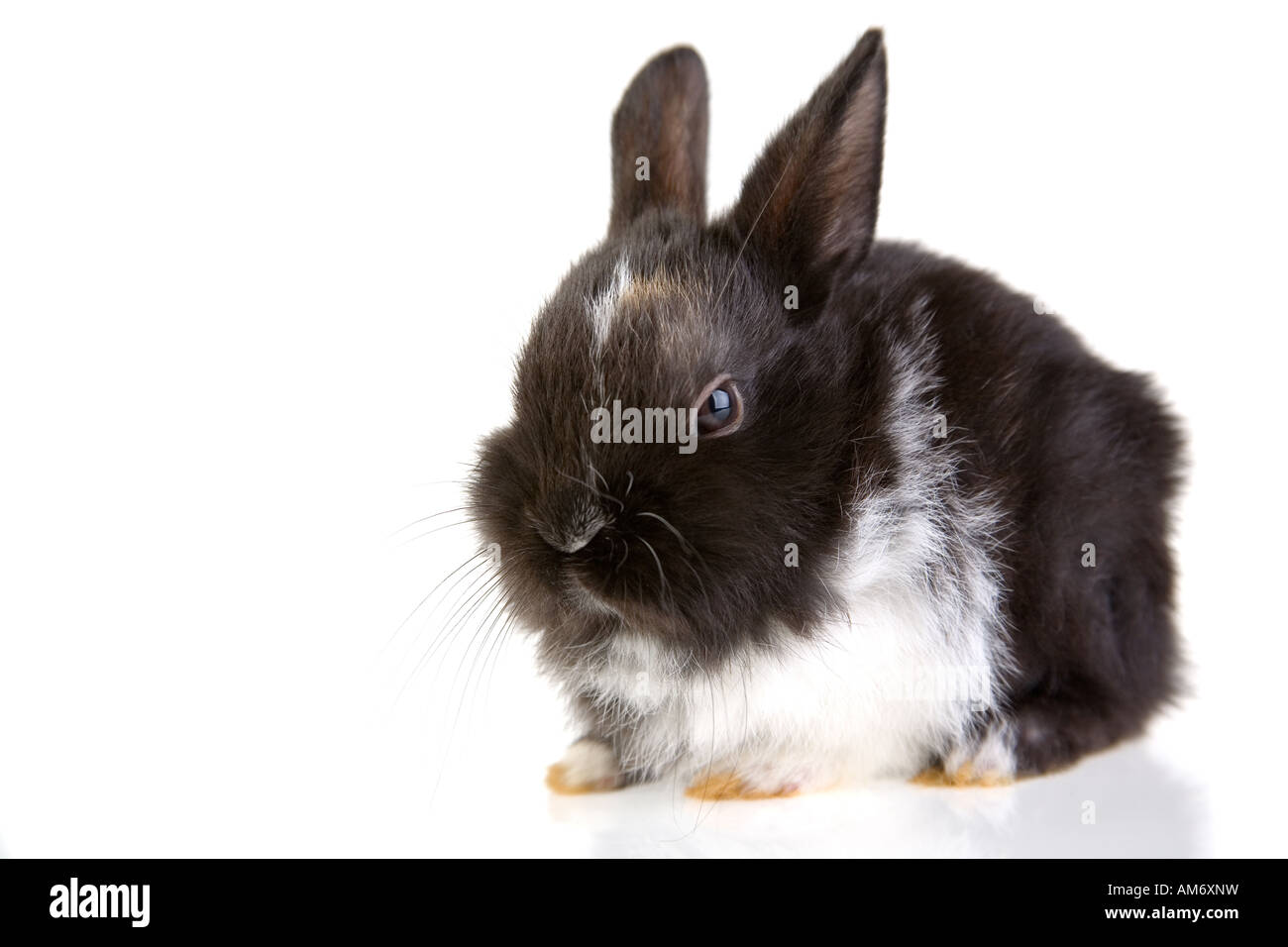black and white bunny Stock Photo - Alamy