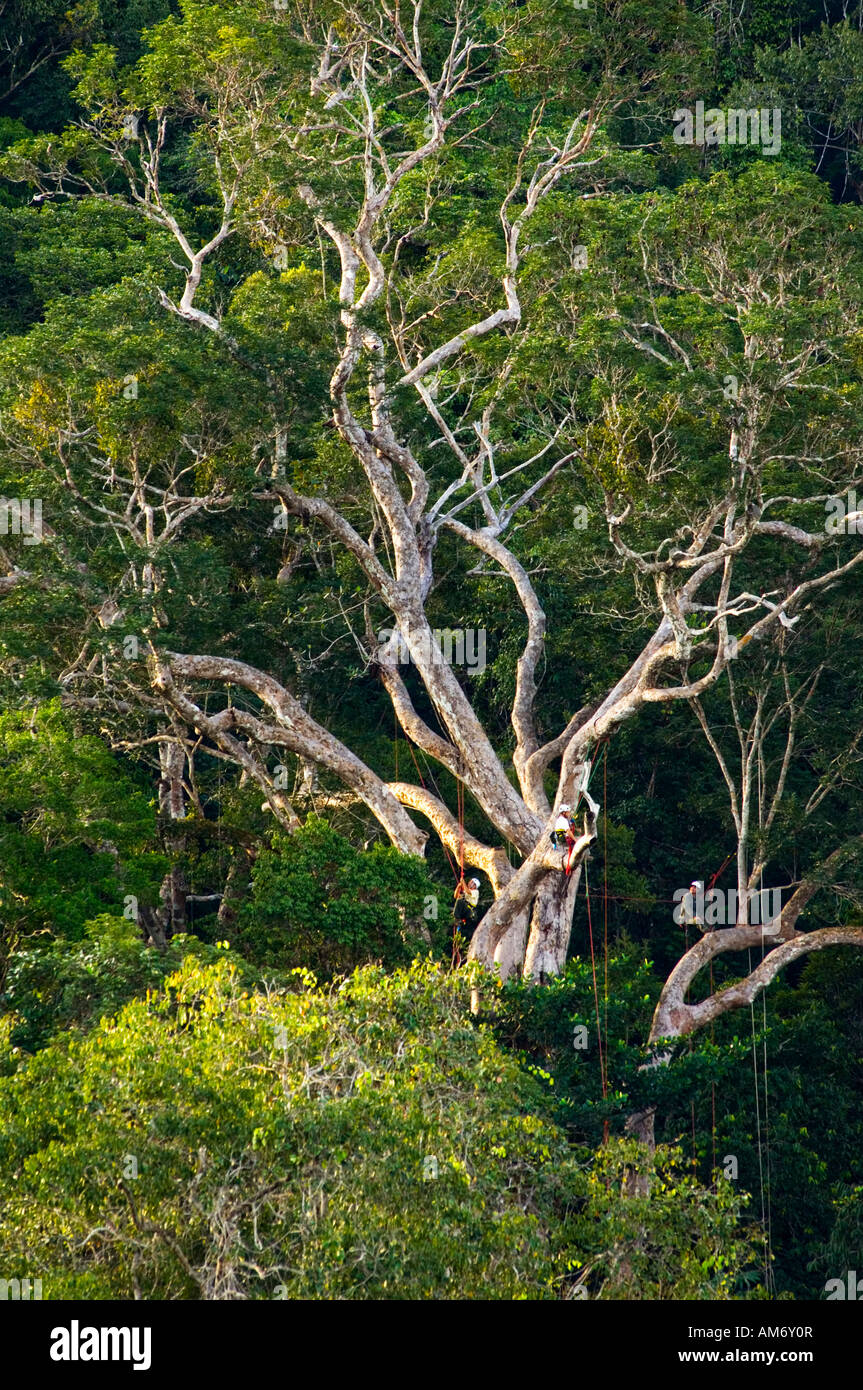 Dinizia excelsa tree hi-res stock photography and images - Alamy