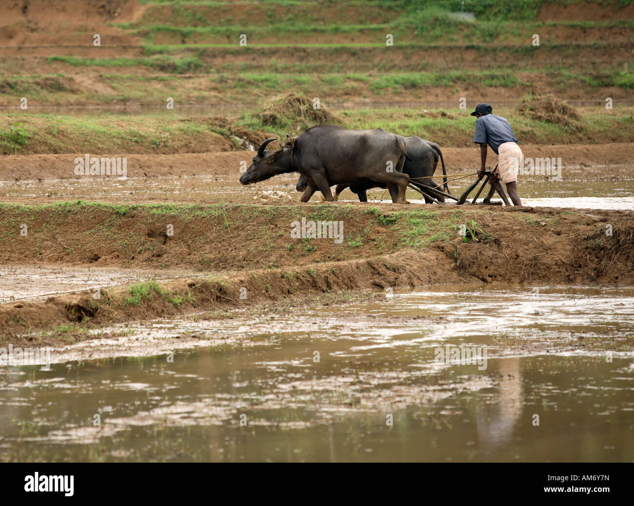 A farmer ploughing his paddy field with a pair of water buffalo in Sri ...