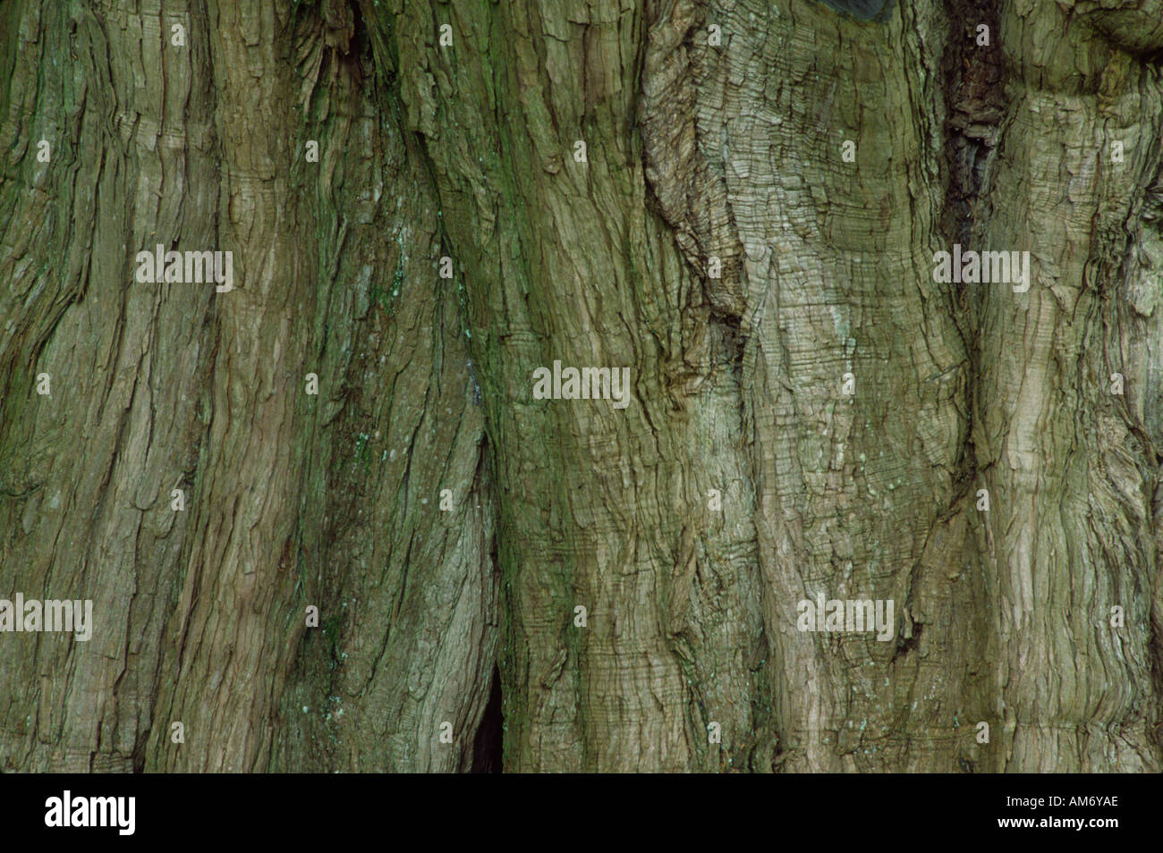 Fluted trunk hi-res stock photography and images - Alamy