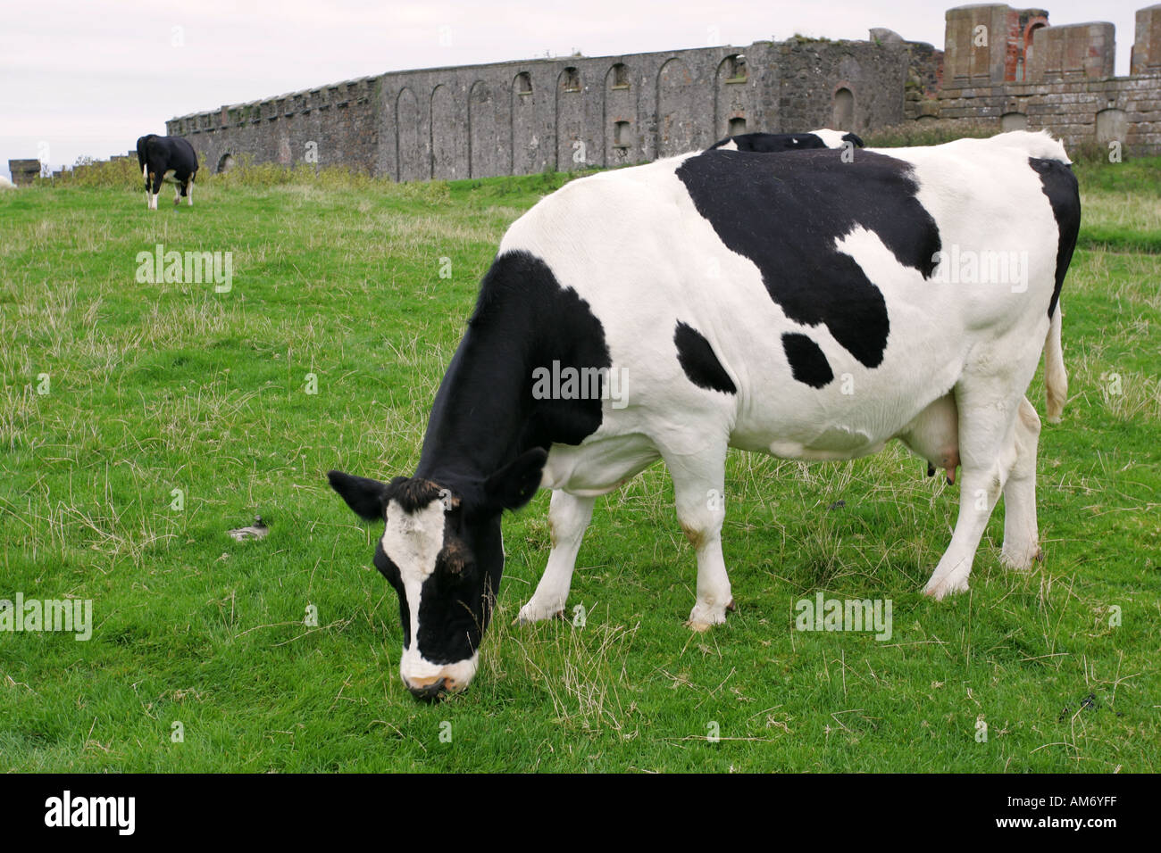 Dairy Cow Eating Grass