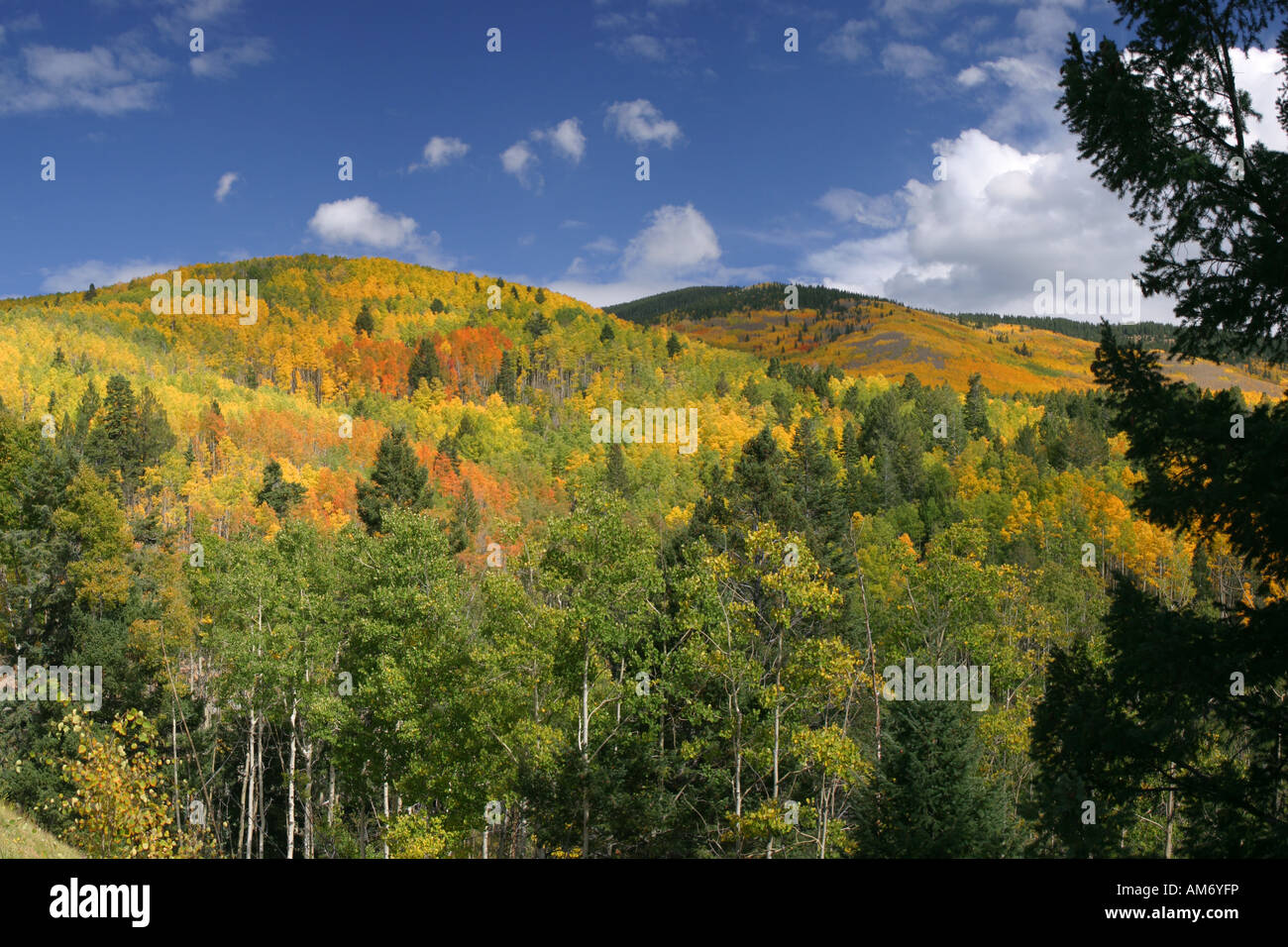Golden aspen trees, green pine forest, blue sky, and white clouds in ...