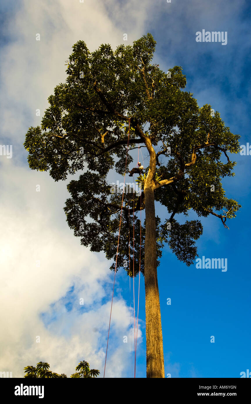 Brazil nut tree hi-res stock photography and images - Alamy