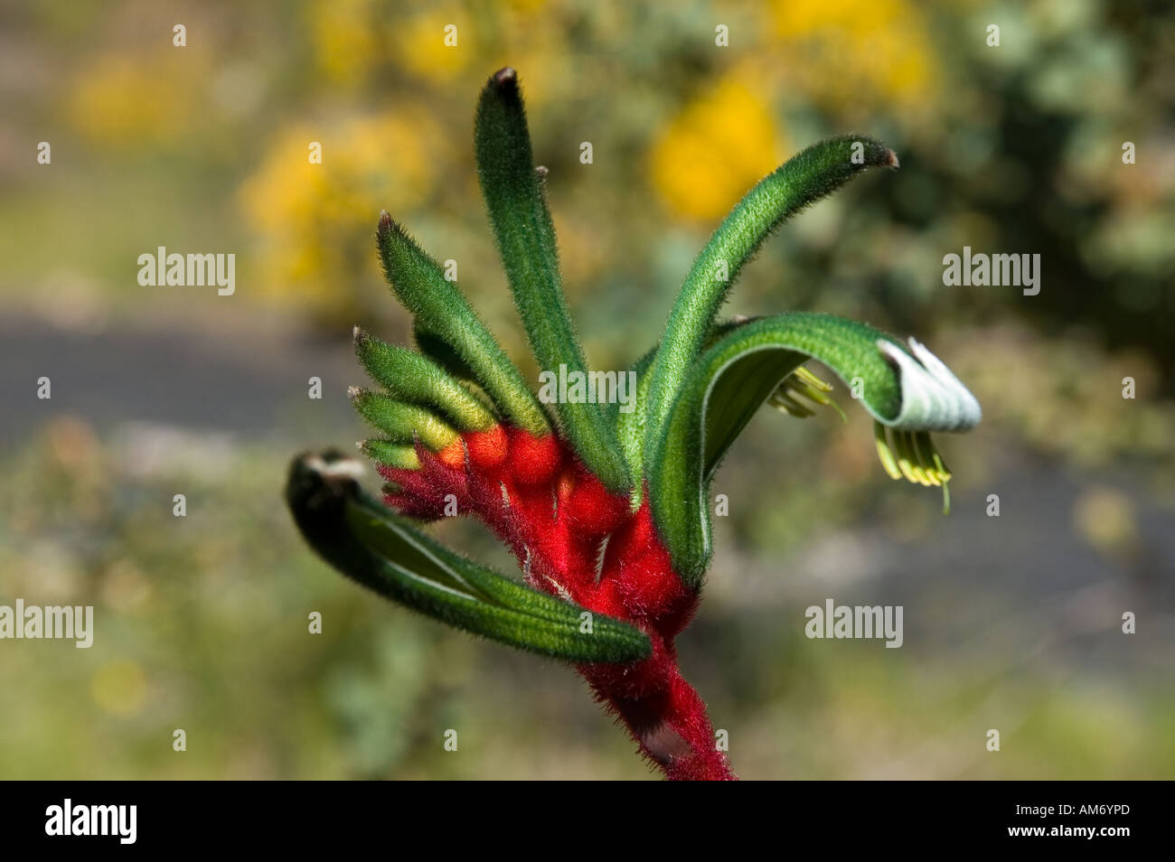 Western australia flower hi-res stock photography and images - Alamy