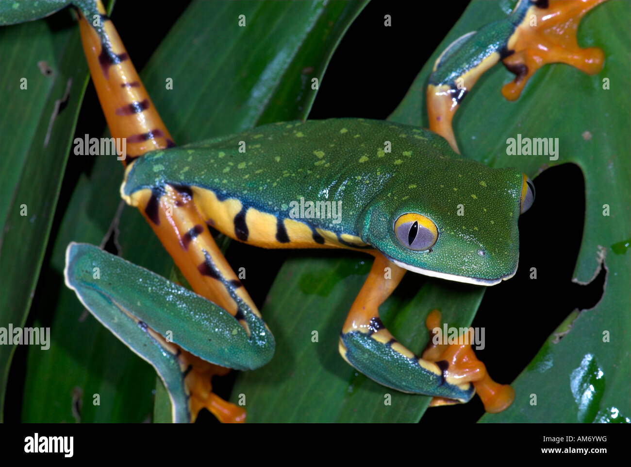Splendid Leaf or Tree Frog Cruziohyla calcarifer Costa Rica Stock Photo ...