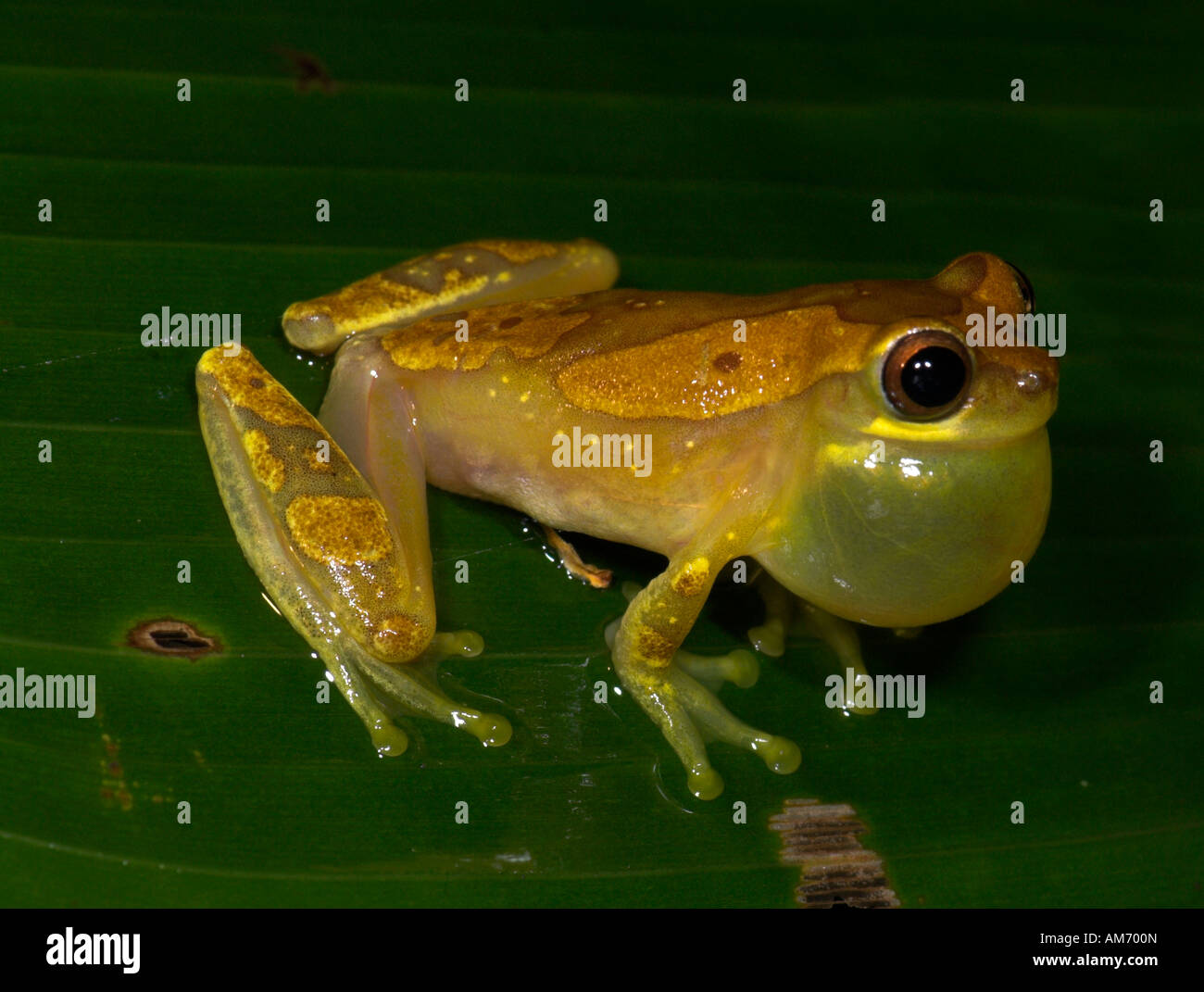 Hourglass Tree Frog Dendropsophus ebraccatus inflated pouch Costa Rica ...